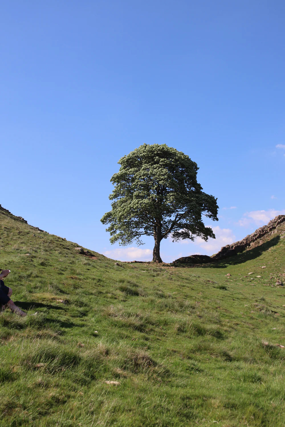 Tribute to Sycamore Gap Northumberland – Cork Tree Ltd